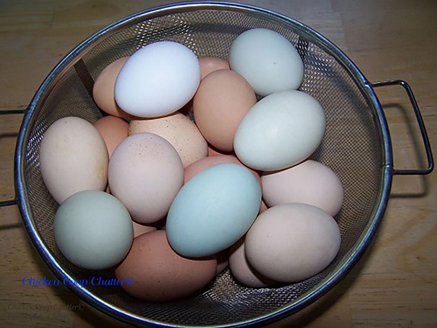 16 Fascinating Egg Facts - Backyard Poultry